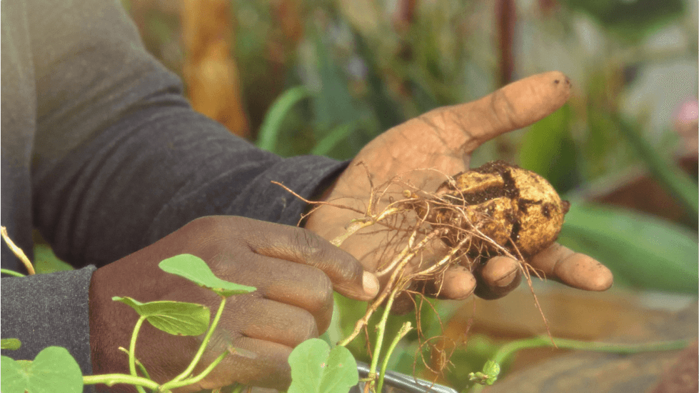 Masterclass Online Classes