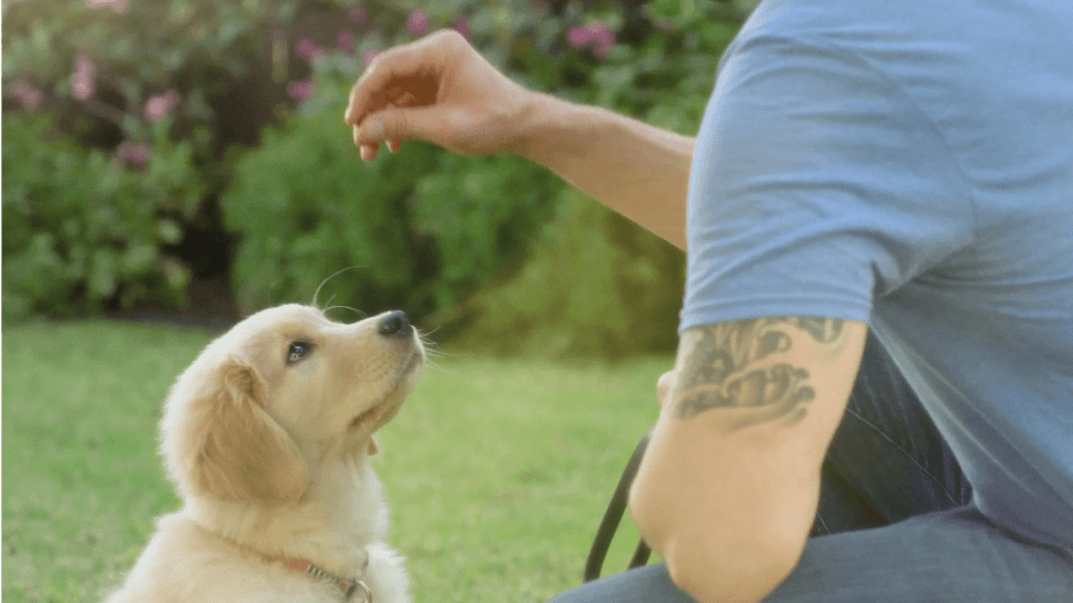 MasterClass Online Classes