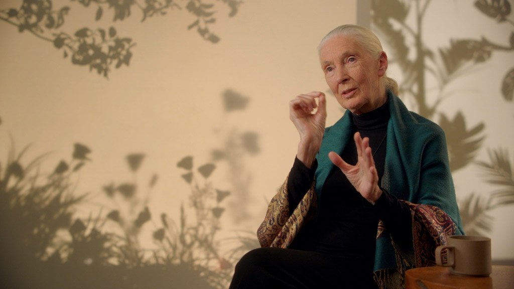 Chimpanzee Development & Learning | Dr. Jane Goodall Teaches ...