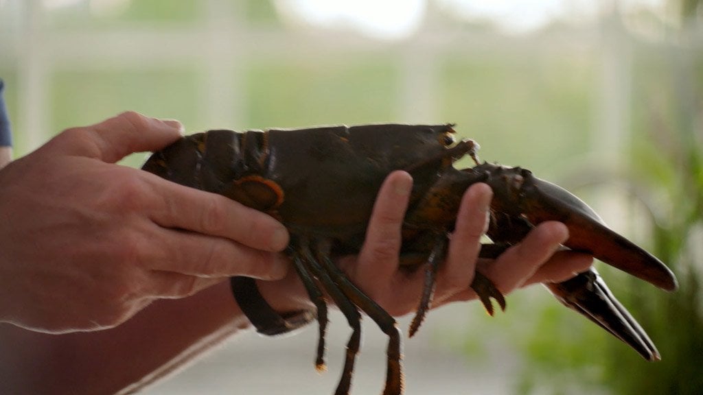 Mastering Ingredients: Fish & Shellfish | Gordon Ramsay Teaches Cooking ...